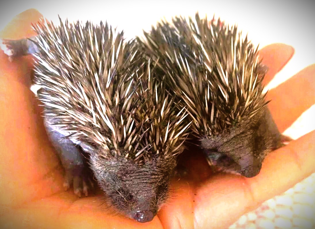 Hope for Hedgehogs – Charity number 1204277